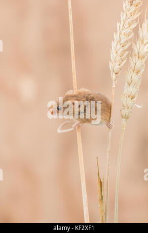 Mouse on a hay stick Stock Photo - Alamy