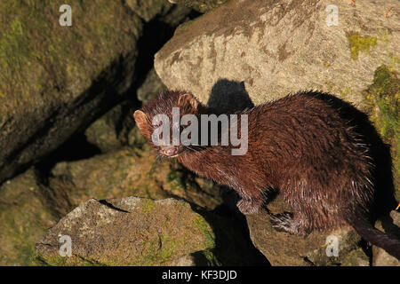 The American mink in the rocks on the shores of Lake Michigan Stock ...