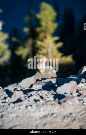 Chipmunk ( Sciuridae) in the Crater lake National Park, Oregon, USA ...
