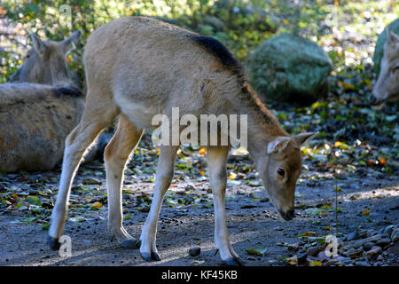 Milu (Elaphurus davidianus), also know as Père David's deer Stock Photo ...