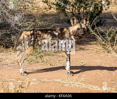 An African Wild Dog in Namibian savanna Stock Photo - Alamy