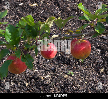 Apple Christmas Pippin Stock Photo - Alamy