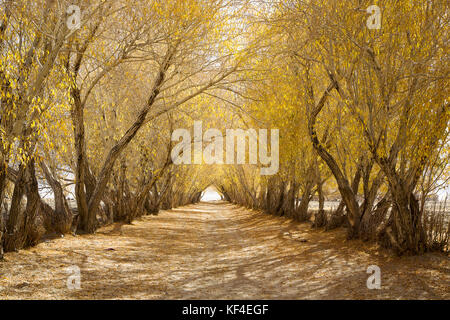 Poplar tree (Populus euphratica) in the desert, Aksu, Xinjiang, China ...