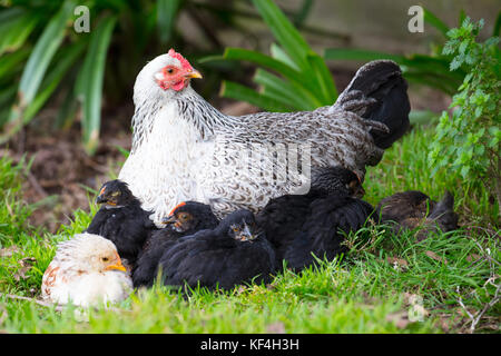 Female Chicken (Hen) looks after he nine chicks Stock Photo - Alamy