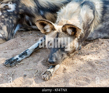 African Wild Dogs in Namibian savanna Stock Photo - Alamy