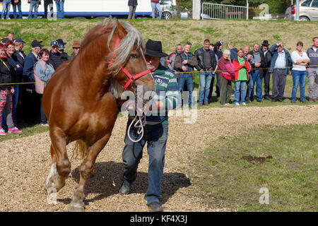 Authentic Slovenian coldblooded dray horse. Exhibition in Sentjur ...
