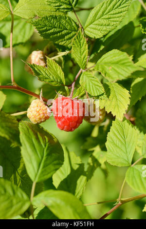 Many fresh red raspberries making beautiful background Stock Photo - Alamy