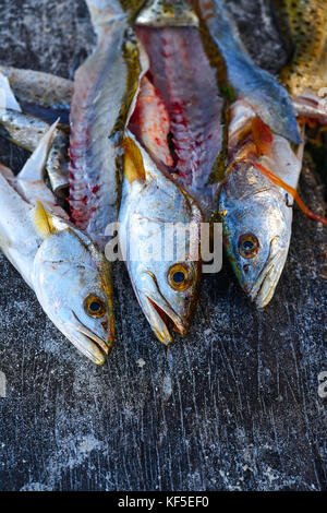 Croaker Corvina fillet fish in Holbox island of Mexico Stock Photo - Alamy