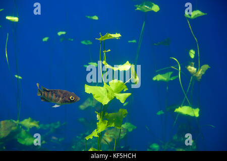 Mayan cichlid fish in Cenote sinkhole of Riviera Maya at mayan Mexico ...