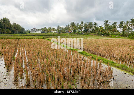Rice paddy. Kajeng Rice Fields, Ubud. Bali, Indonesia Stock Photo - Alamy