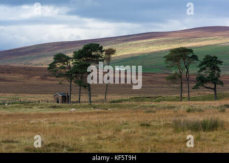 Copse of Fir Trees, Kinbrace Railway Station, Sutherland, Scotland ...