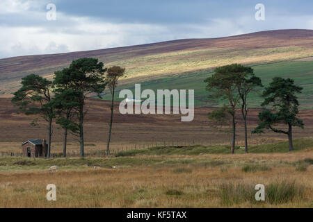 Copse of Fir Trees, Kinbrace Railway Station, Sutherland, Scotland ...