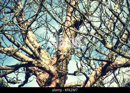 Palm trees and sun background. seamless pattern Stock Photo - Alamy