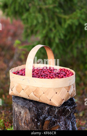 Basket of fresh bilberry cranberries and lingonberry picked in summer ...