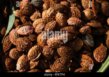 Harvesting Almonds Drupes From Almond Tree In Garden Surrey England ...
