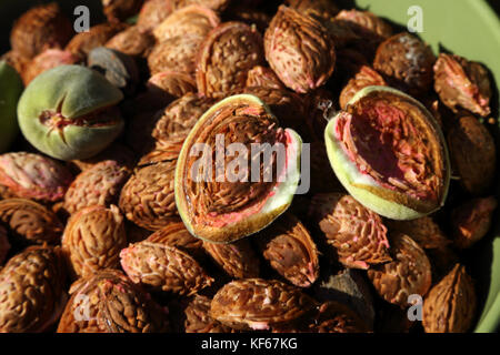 Harvesting Almonds Drupes From Almond Tree In Garden Surrey England ...