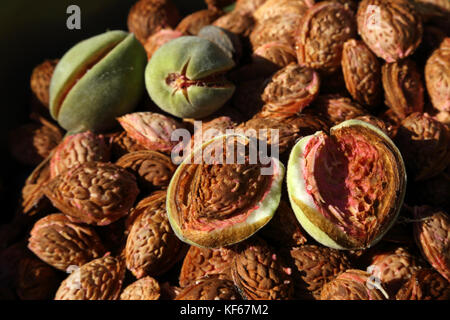 Harvesting Almonds Drupes From Almond Tree In Garden Surrey England ...