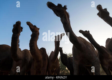 Pushkar, India. 25th Oct, 2017. A herder checking his camels in the ...