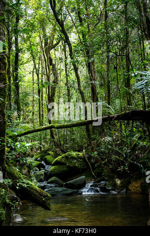 Pristine jungle montane forest Mount Kenya National Park Kenya Stock ...