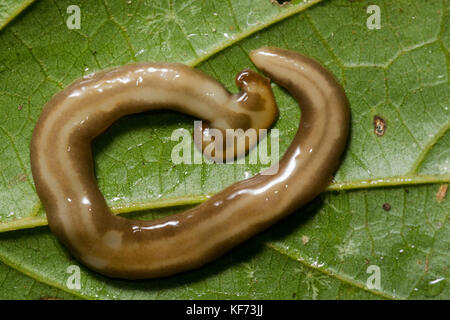 A terrestrial planarian also called a flatheaded or hammerhead worm ...