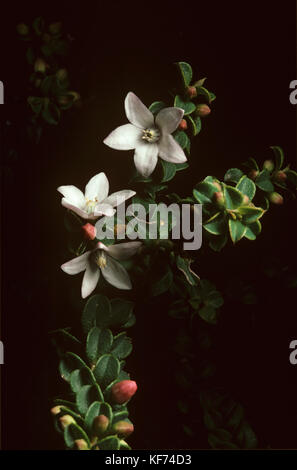 native Australian pink philotheca waxflower with flowers in sunny ...