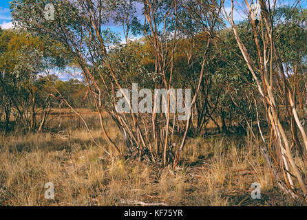 White mallee (Eucalyptus dumosa), woodland with multi stem growth from ...