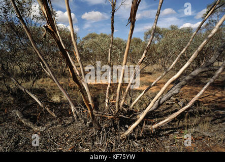 White mallee (Eucalyptus dumosa), woodland. Mungo National Park, far ...