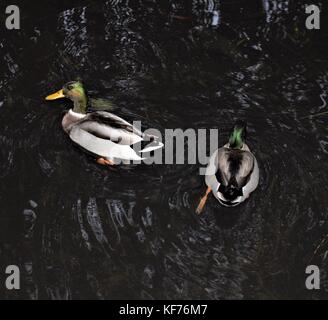 Ducks swing and bathing in water Stock Photo - Alamy