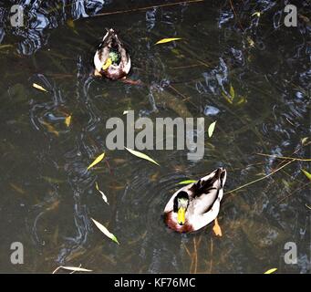 Ducks swing and bathing in water Stock Photo - Alamy