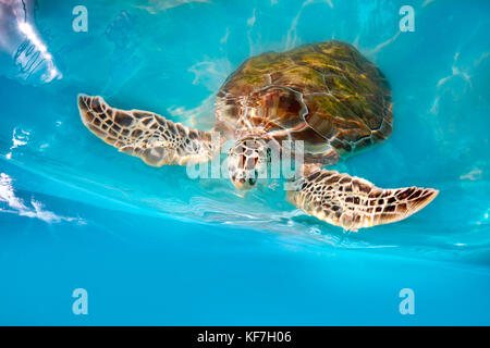 Turtles photomount in Caribbean water turquoise of Mexico Stock Photo ...