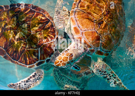 Turtles photomount in Caribbean water turquoise of Mexico Stock Photo ...