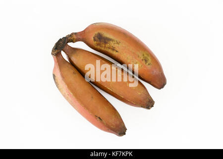 Red dacca bananas (Musa acuminata) growing on tree, Spice farm ...