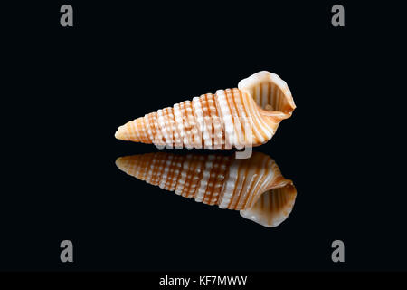 Girdled horn snail (Cerithidea (Cerithideopsilla) cingulata) on black ...