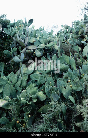 USA, California, Malibu, mature cactus plants in bloom at the ranch of ...
