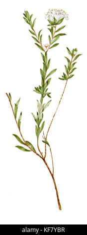 White Australian native Slender Rice Flowers, Pimelea linifolia, family ...