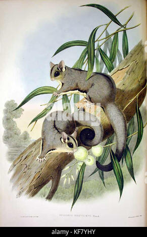 Petaurus breviceps 2 Gould Stock Photo - Alamy