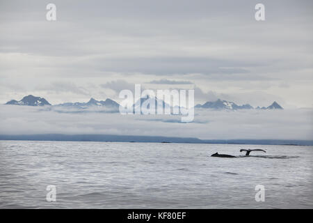 ALASKA, Sitka, grey whales swim and feed on krill in the Sitka Sound ...