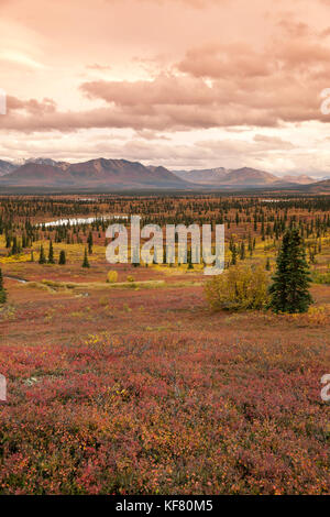 USA, Alaska, Cantwell, Horse Pack trip into the Jack River Valley at ...