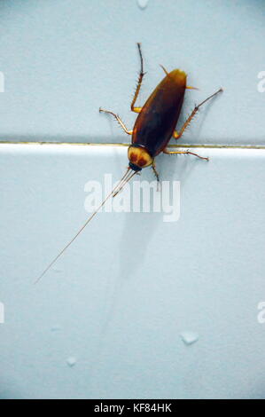 Cockroach от concrete wall Stock Photo - Alamy