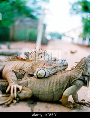 HONDURAS, Roatan, iguanas in the road Stock Photo - Alamy