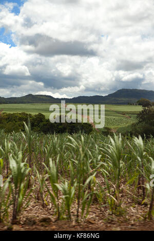 MAURITIUS, a rural landscape showing miles of sugarcane fields Stock ...