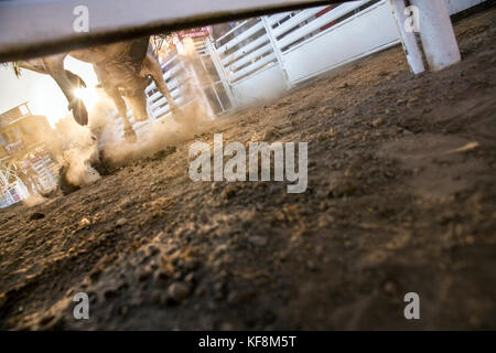 USA, Oregon, Sisters, Sisters Rodeo, cowboys ride a 2,000 pound bull ...