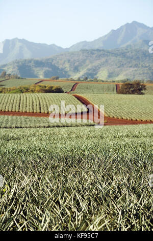 Pineapple plantation on the North shore of Oahu near Waialua Bay, Hawaii Stock Photo - Alamy