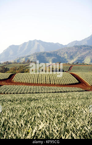 Pineapple plantation on the North shore of Oahu near Waialua Bay, Hawaii Stock Photo - Alamy