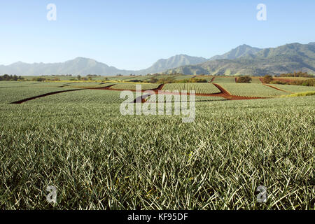 Pineapple plantation on the North shore of Oahu near Waialua Bay, Hawaii Stock Photo - Alamy
