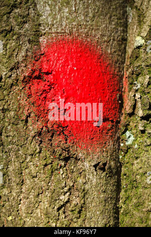 tree bark, red mark on a tree trunk Stock Photo - Alamy