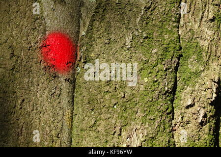 tree bark, red mark on a tree trunk Stock Photo - Alamy