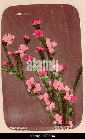 797082 Australian Native Rose Stock Photo - Alamy
