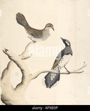 Spotted Quail-thrush (Cinclosoma punctatum) male singing, New South ...