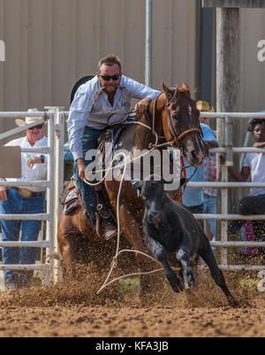 Tie-Down Roping (Calf Roping) event cowboy during the Calgary Stampede rodeo in Calgary, Alberta ...